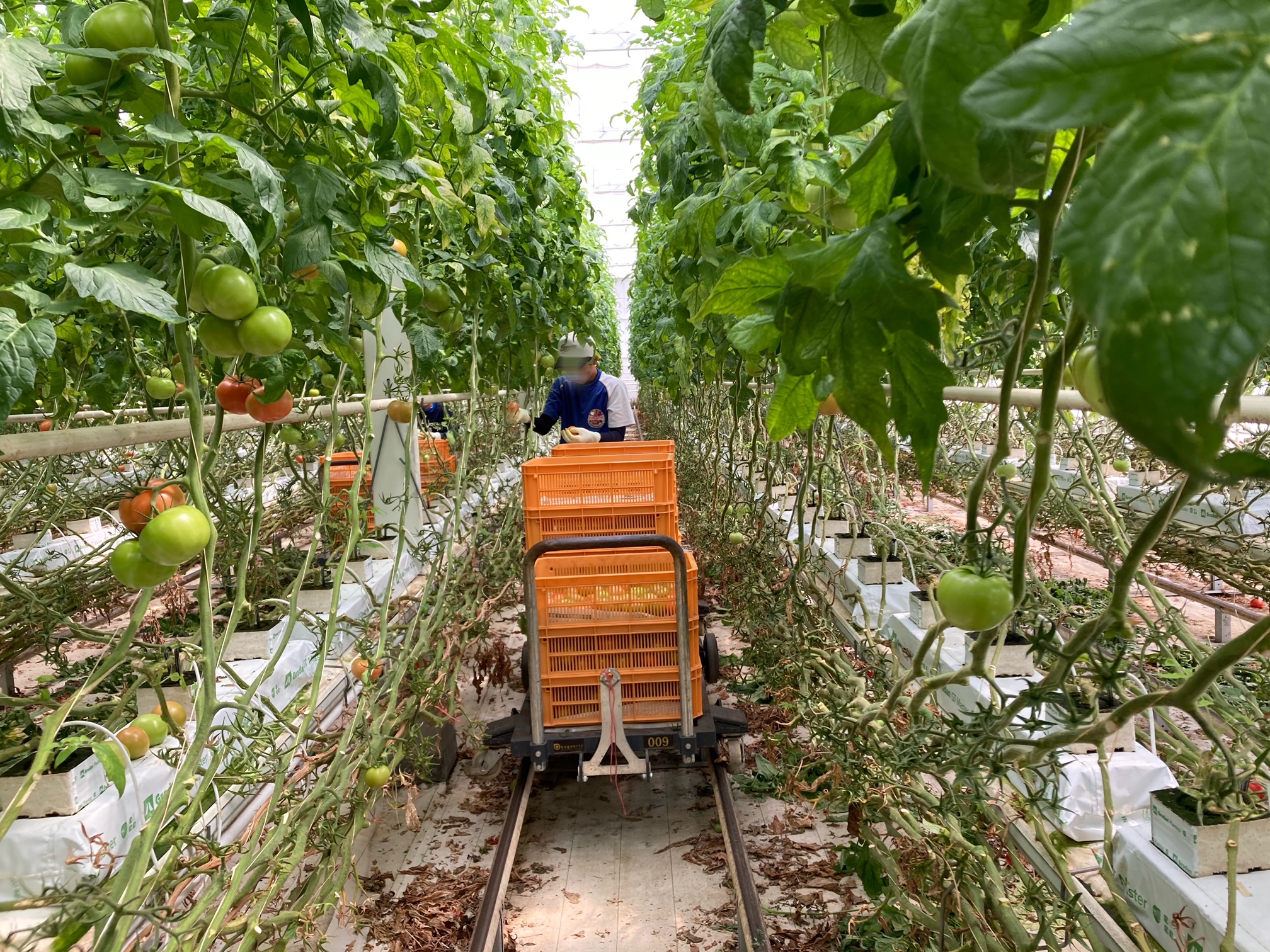 トマトパークの日常とは・・・。